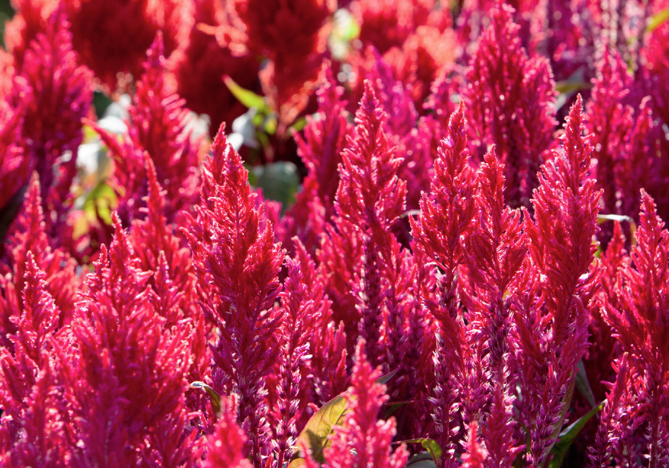 Exploring the power of millets in everyday diet - Valley Culture